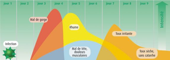 Le cycle du rhume